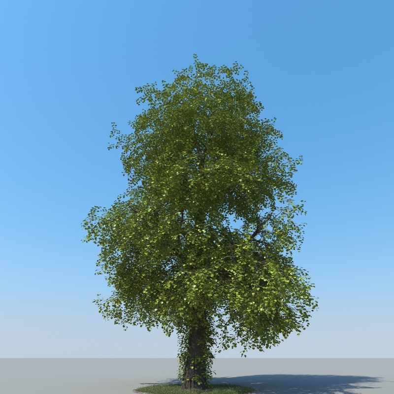 3d realistic linden lime trees