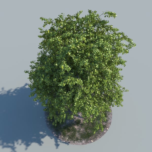 3d realistic linden lime trees