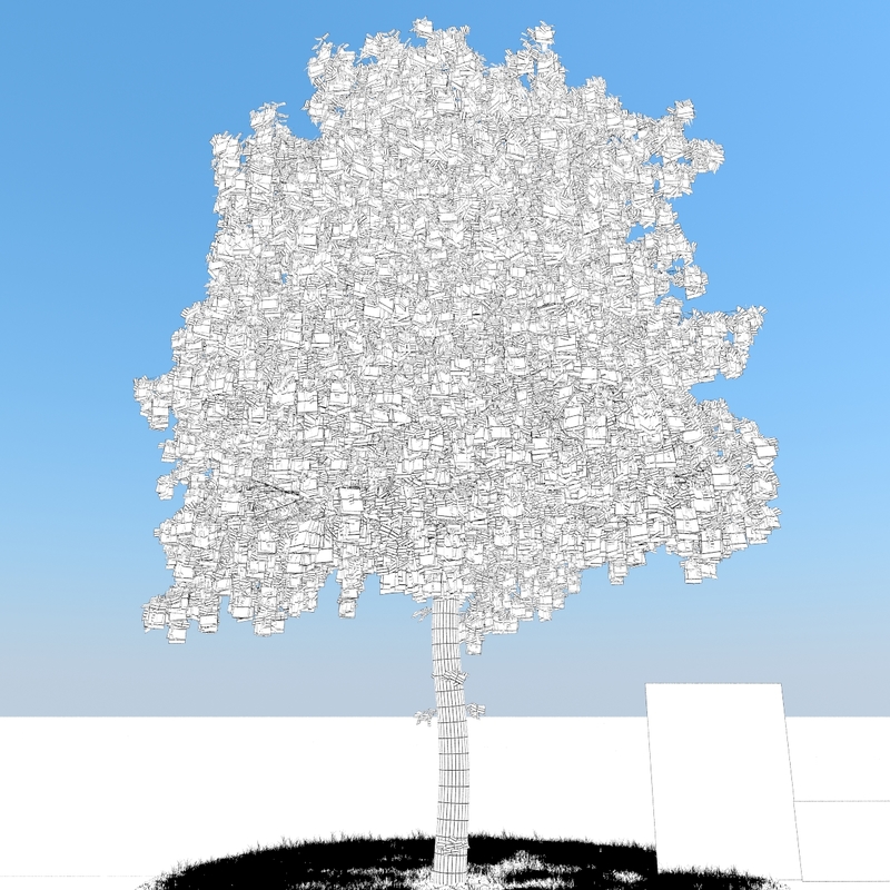 3d realistic linden lime trees