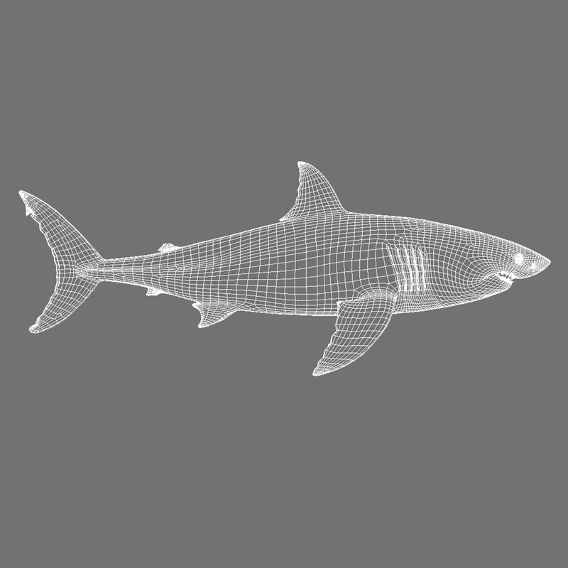 c4d great white shark