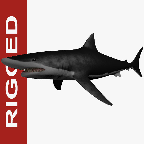 3D Megalodon Models | TurboSquid