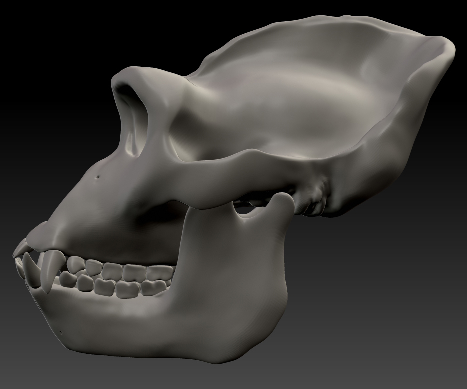max gorilla skull