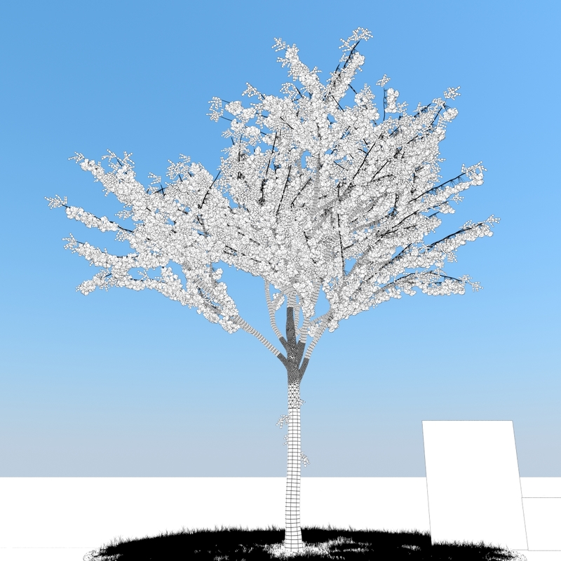 max realistic cherry trees