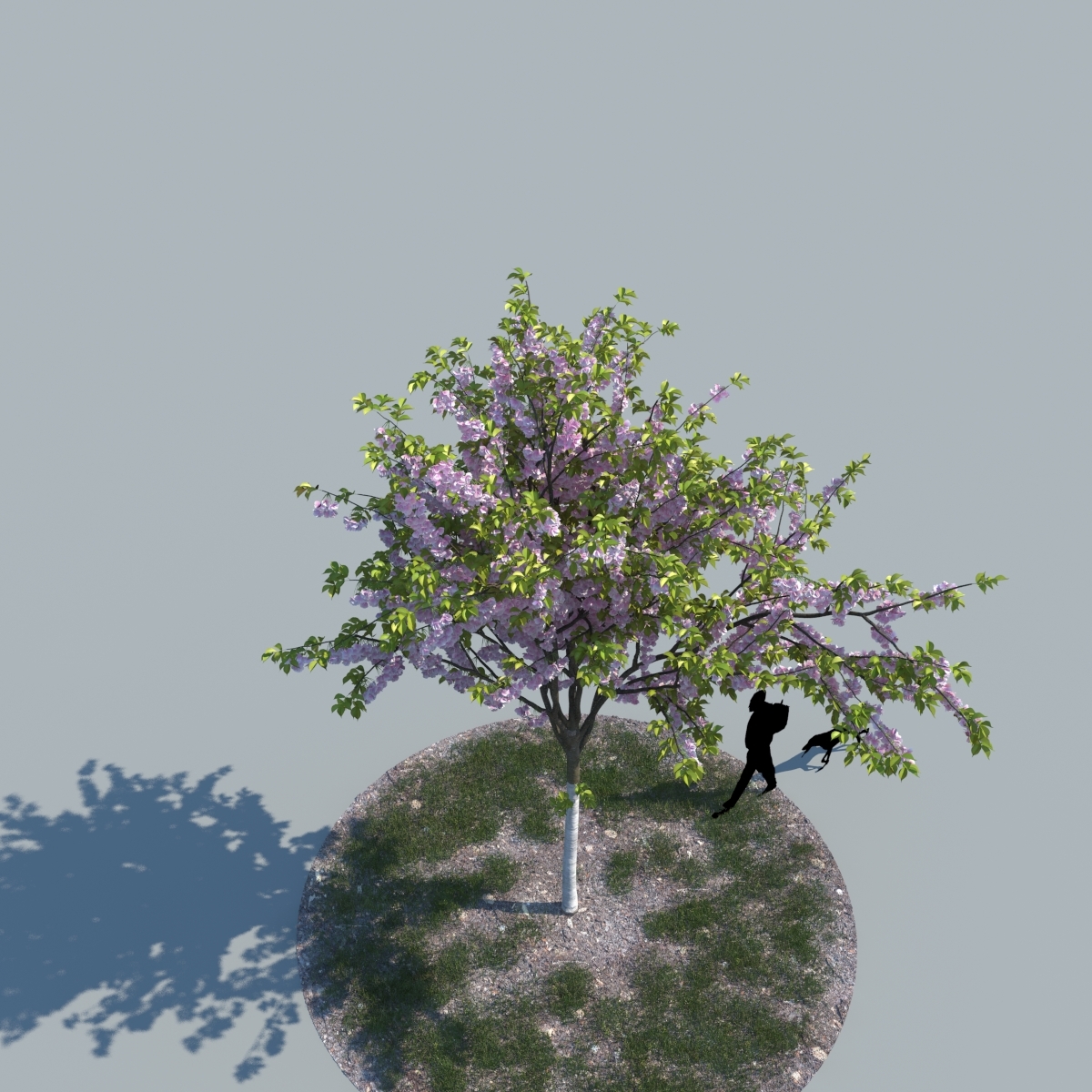 max realistic cherry trees