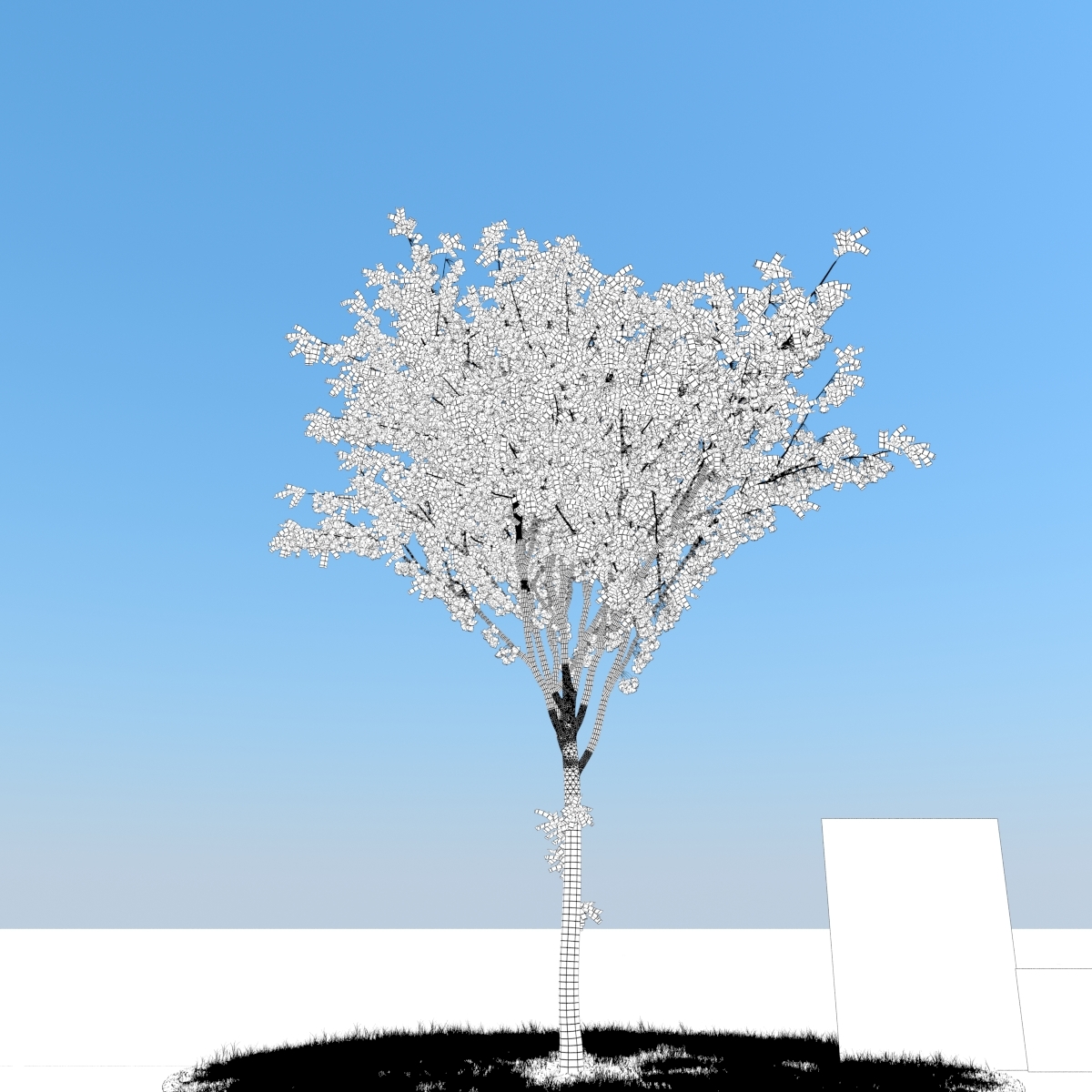 max realistic cherry trees