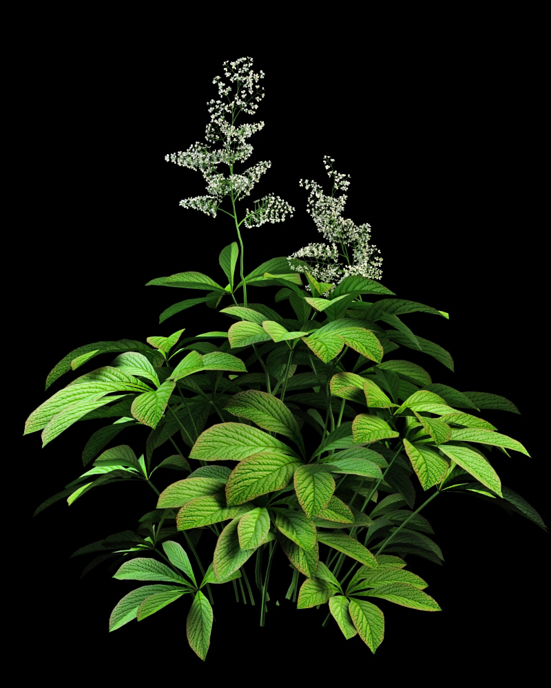 rodgersia aesculifolia flower model