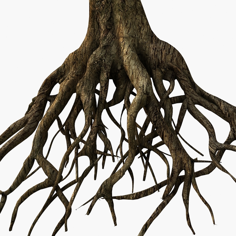 tree roots 3d model