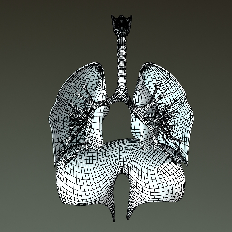 3d model respiratory