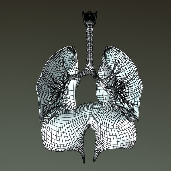 3d model respiratory