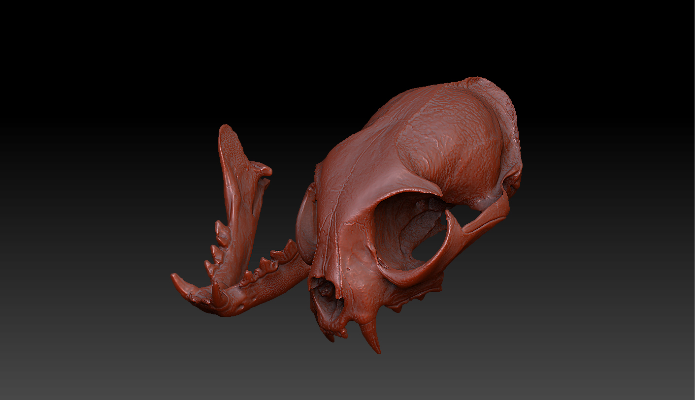 bobcat skull lynx 3d c4d