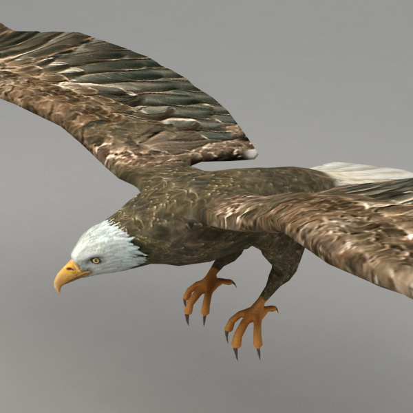 rigged flying eagle animation 3d model