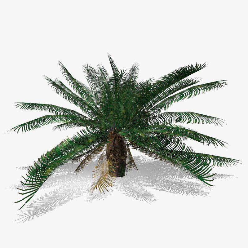 3d model cycas revoluta tree