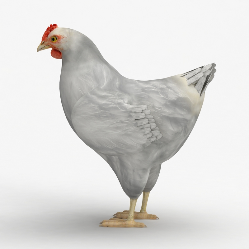 dxf dugm02 chicken