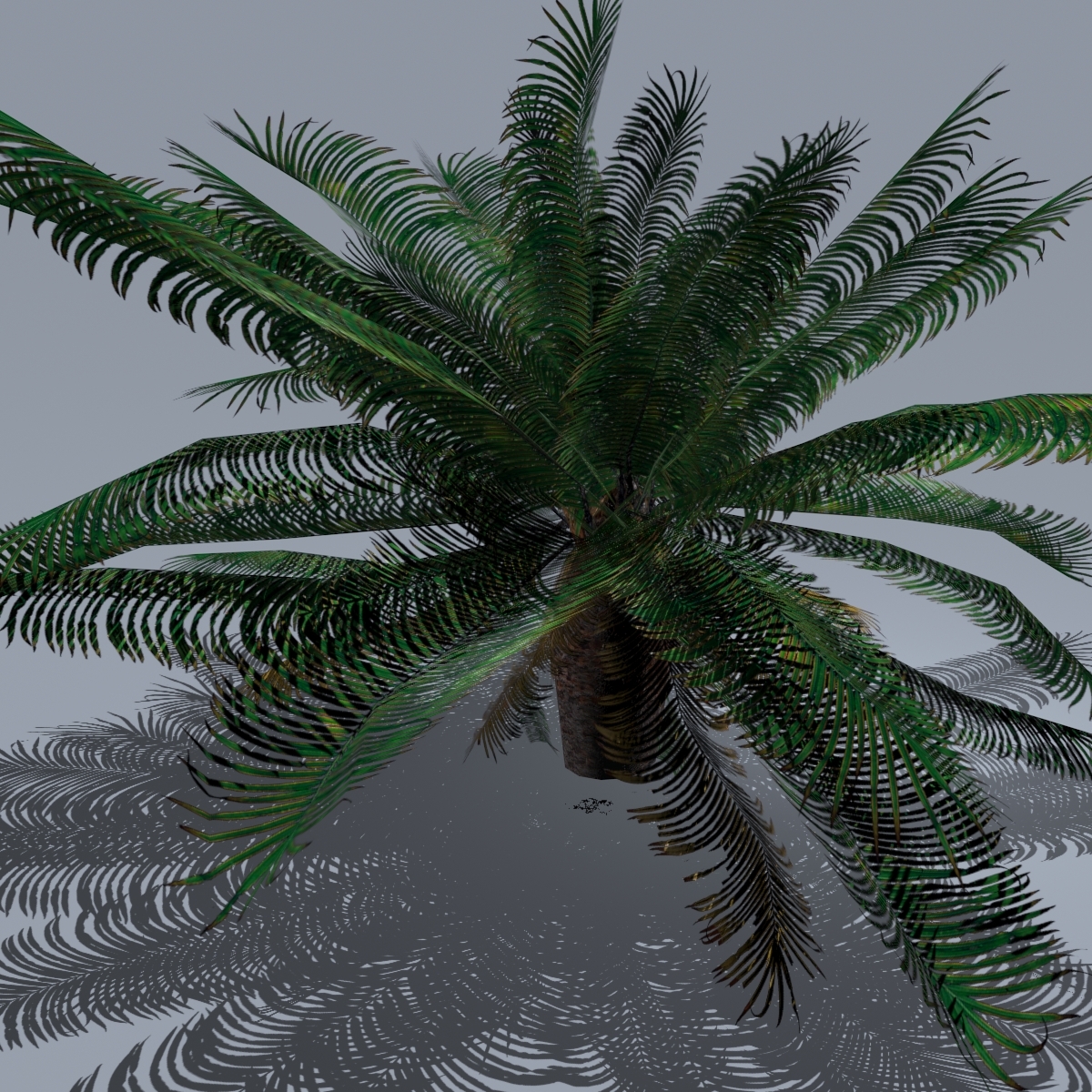 3d model cycas revoluta tree