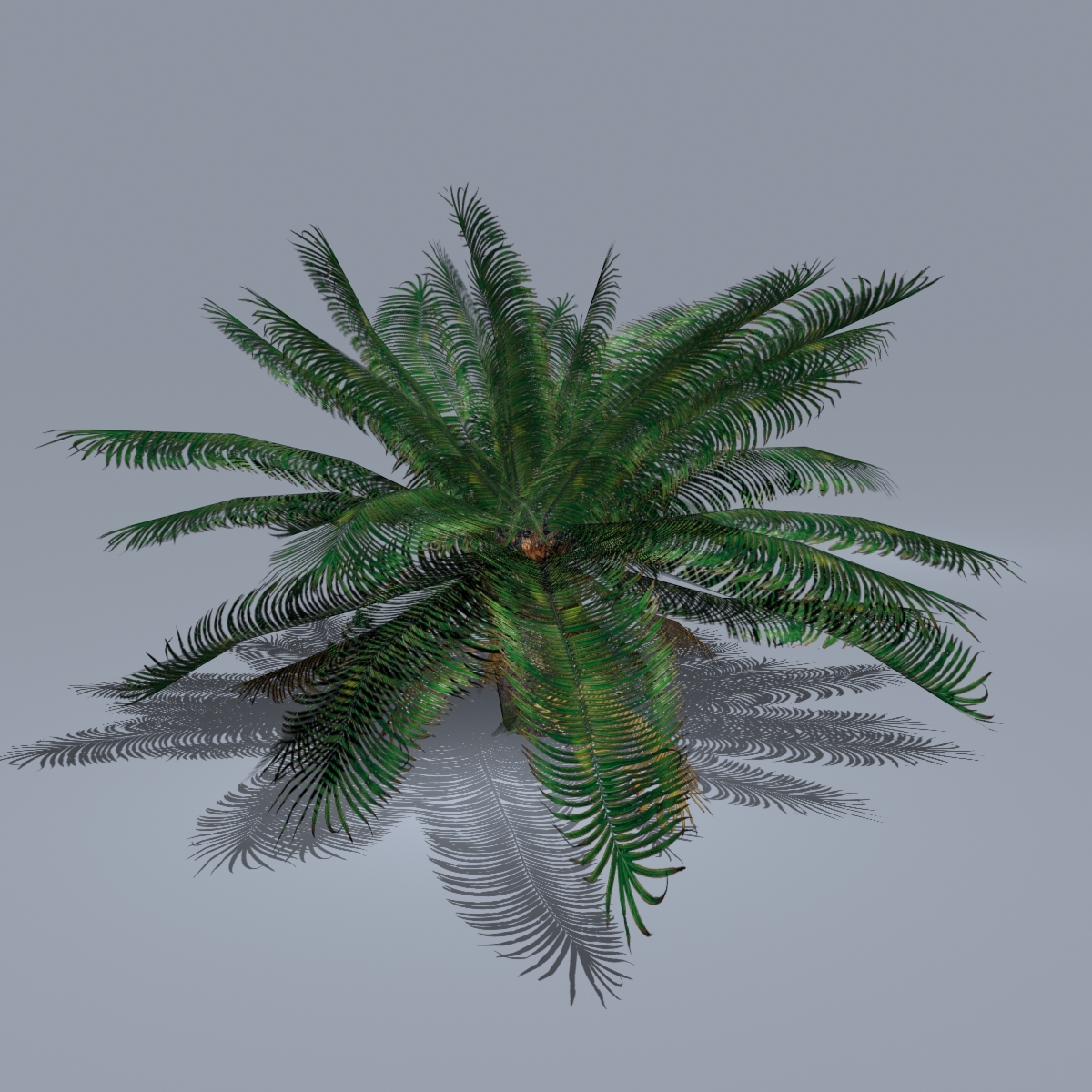 3d model cycas revoluta tree