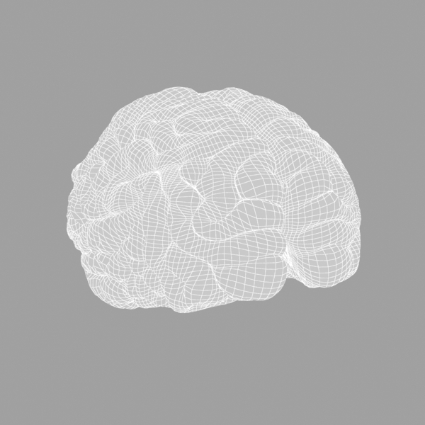 3d brain model