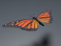 butterfly 3D Models | TurboSquid.com