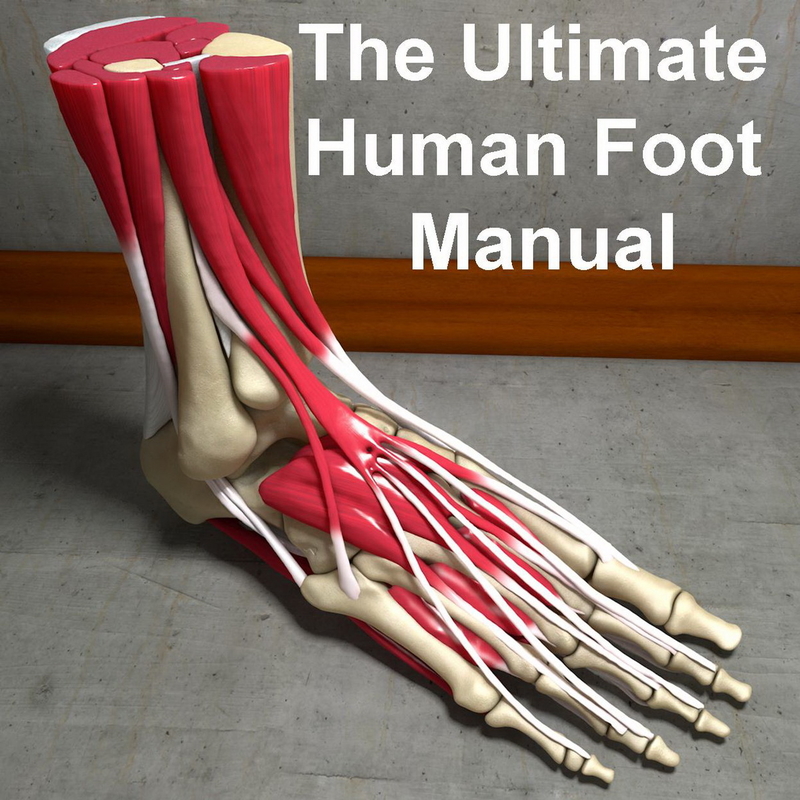 human ligament 3d model