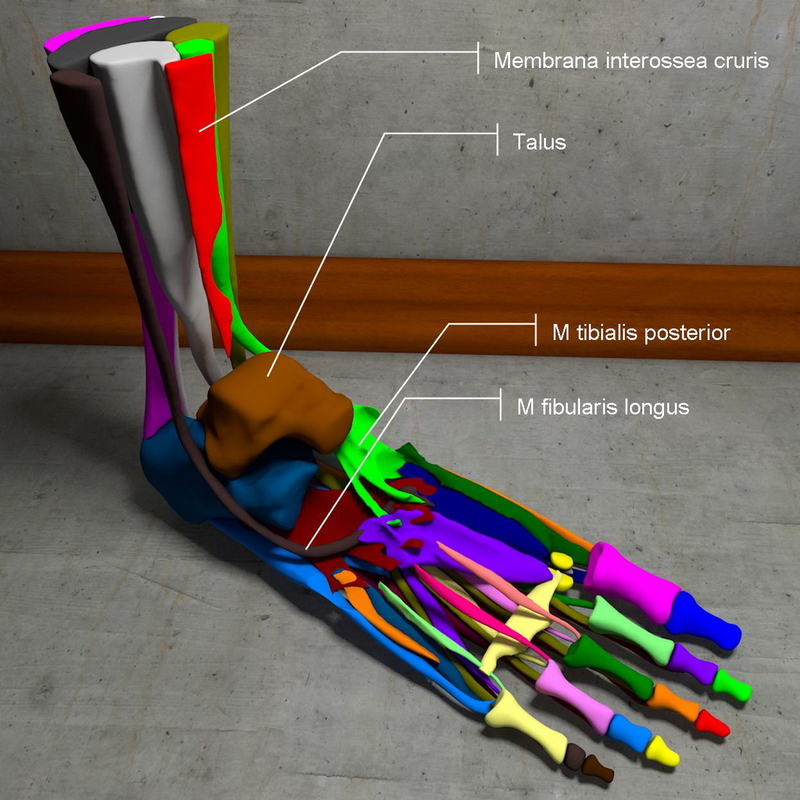 human ligament 3d model