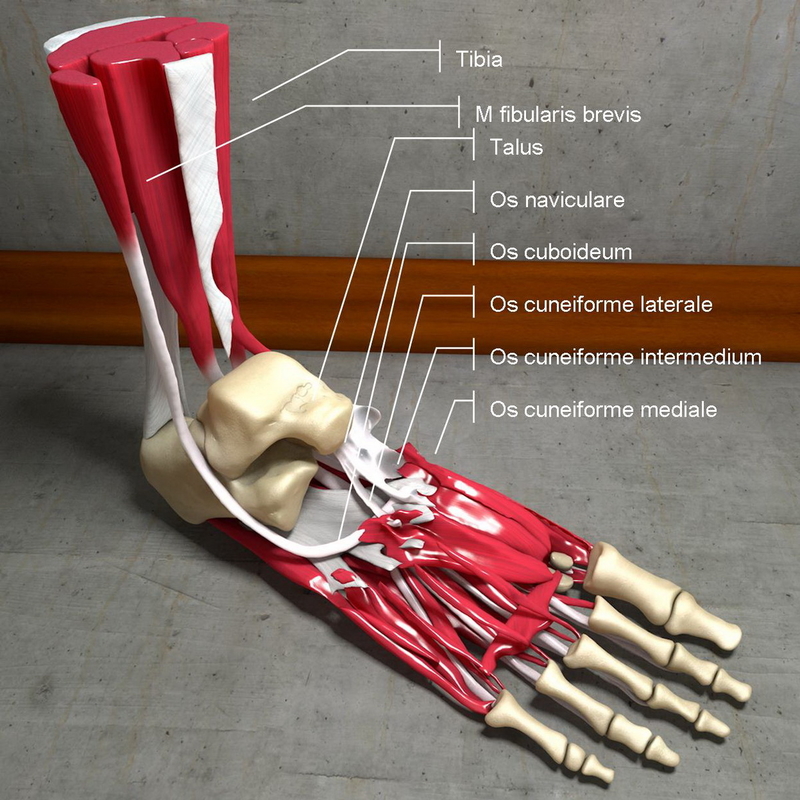 human ligament 3d model