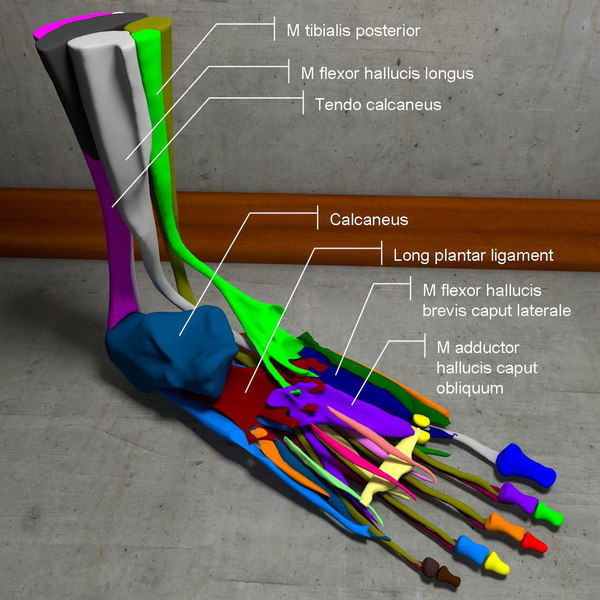 human ligament 3d model