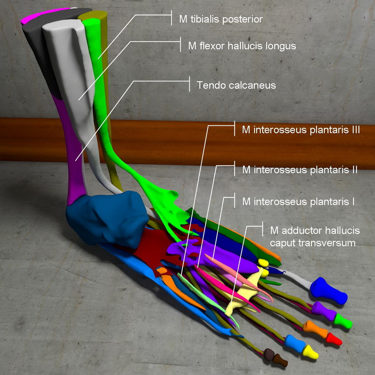 human ligament 3d model
