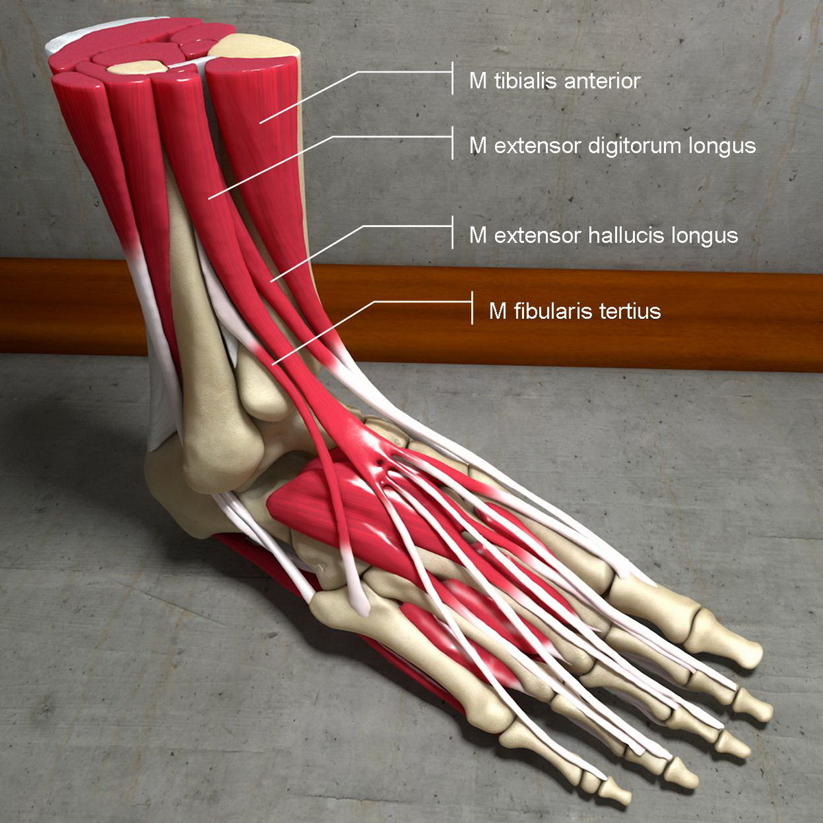 human ligament 3d model