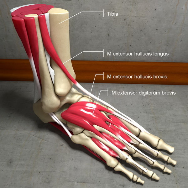 human ligament 3d model