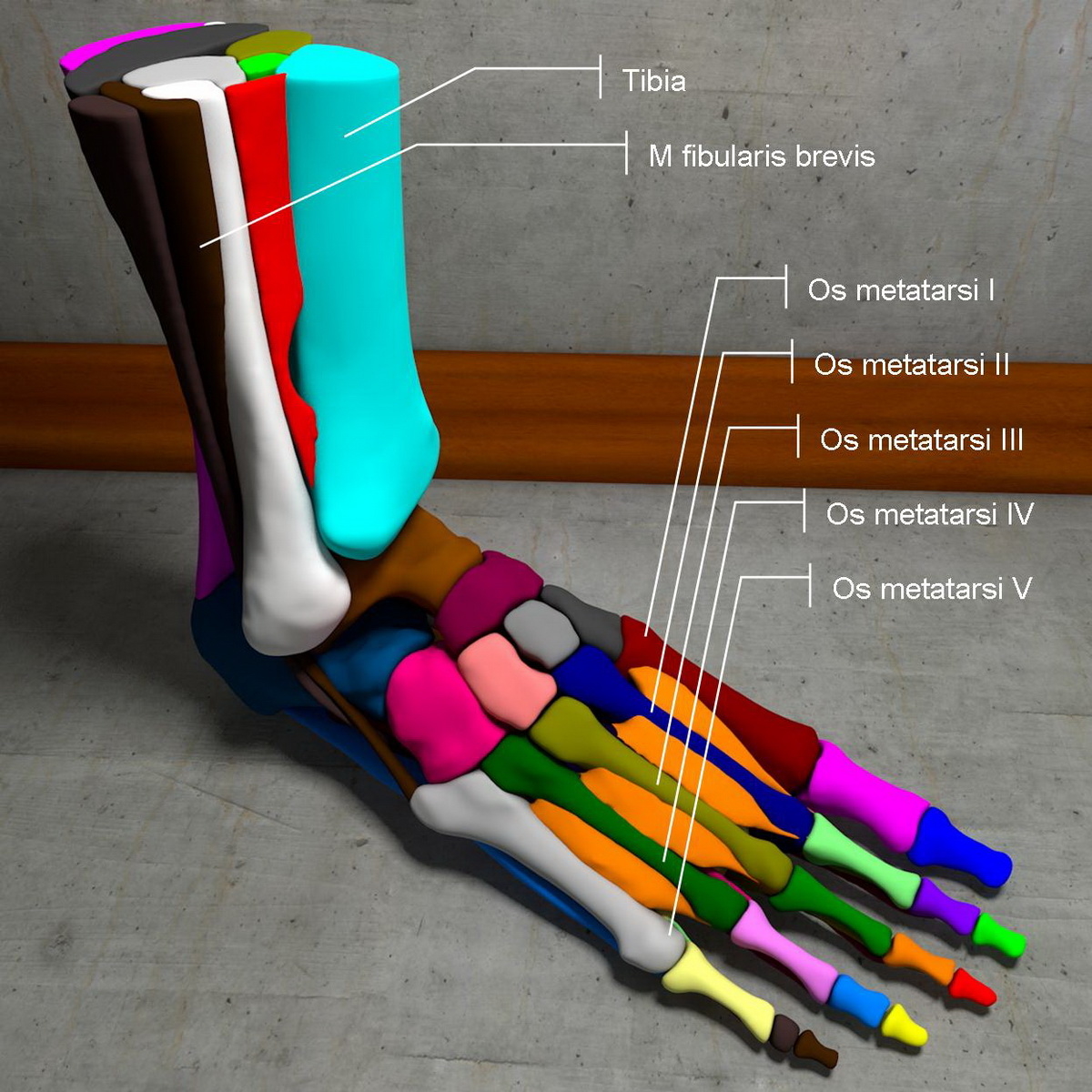 human ligament 3d model