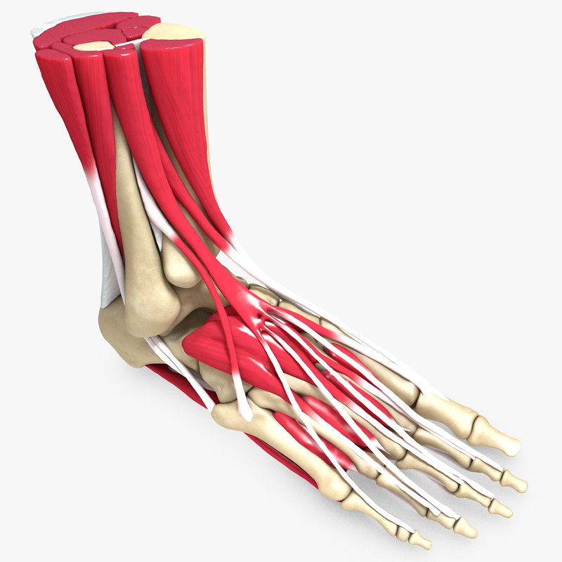 human ligament 3d model