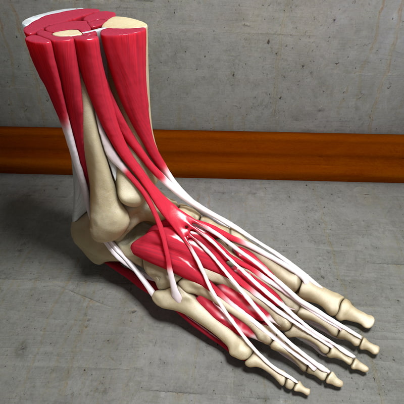 human ligament 3d model