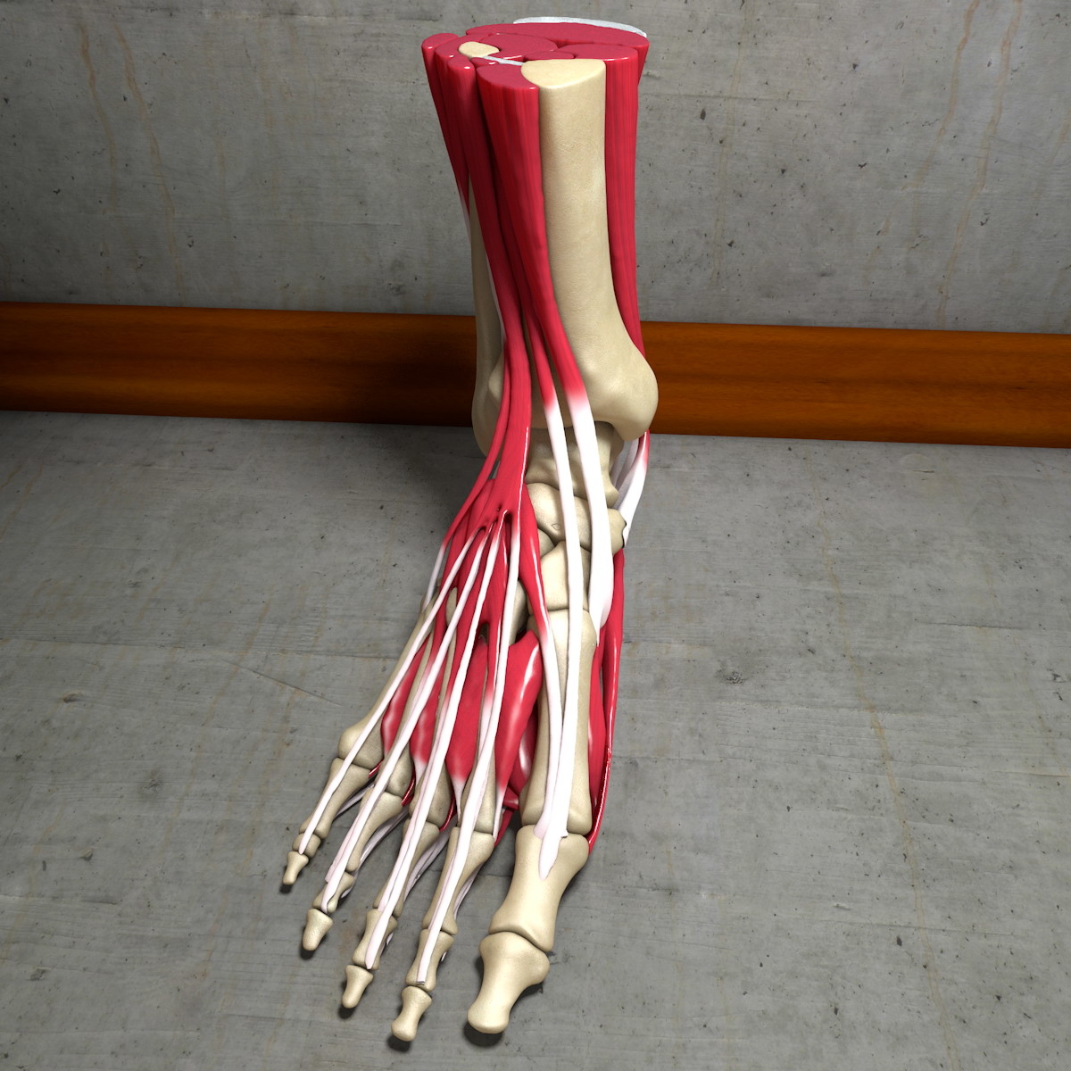 human ligament 3d model