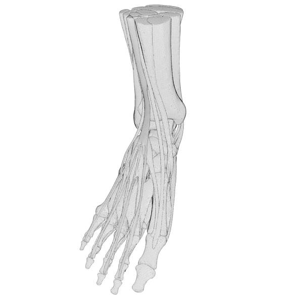 human ligament 3d model