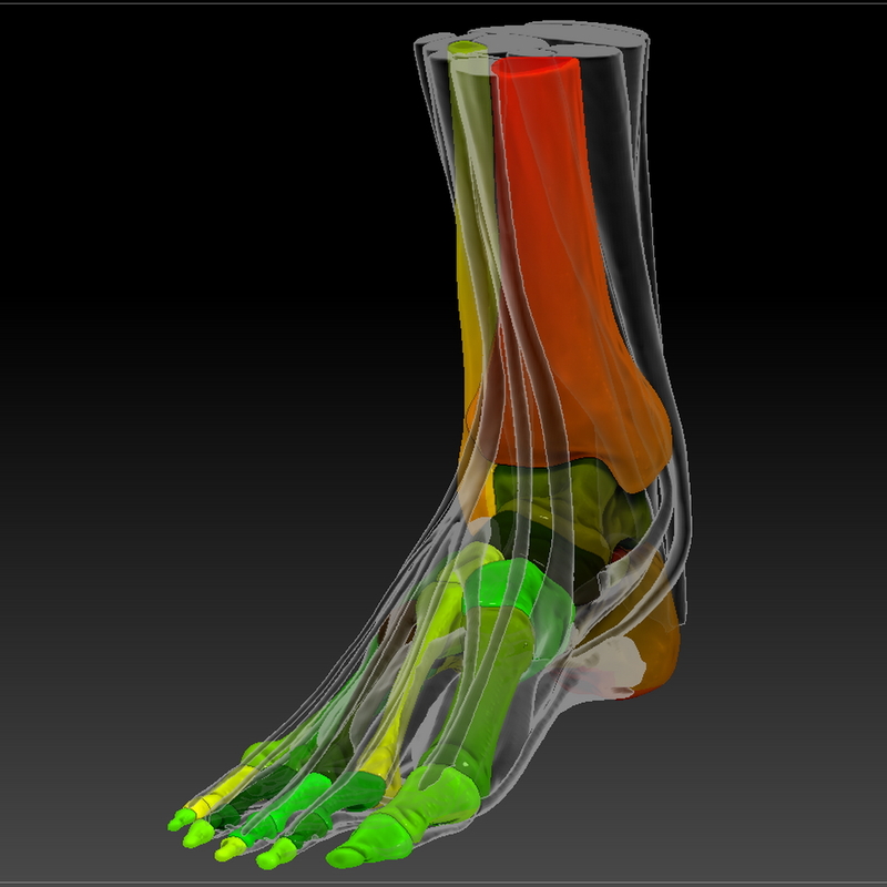 human ligament 3d model