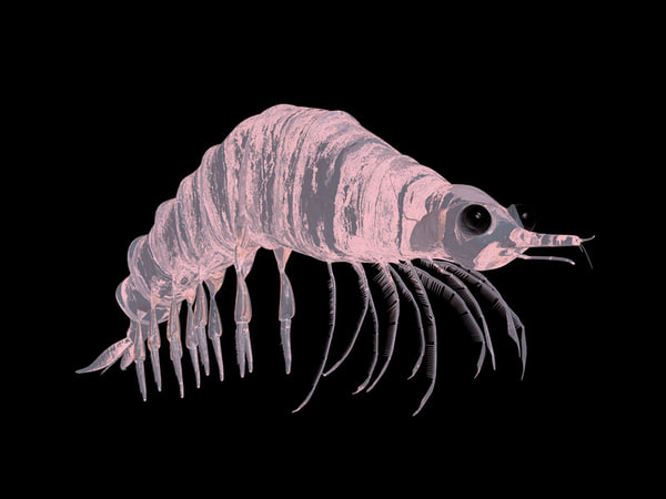 krill animations max