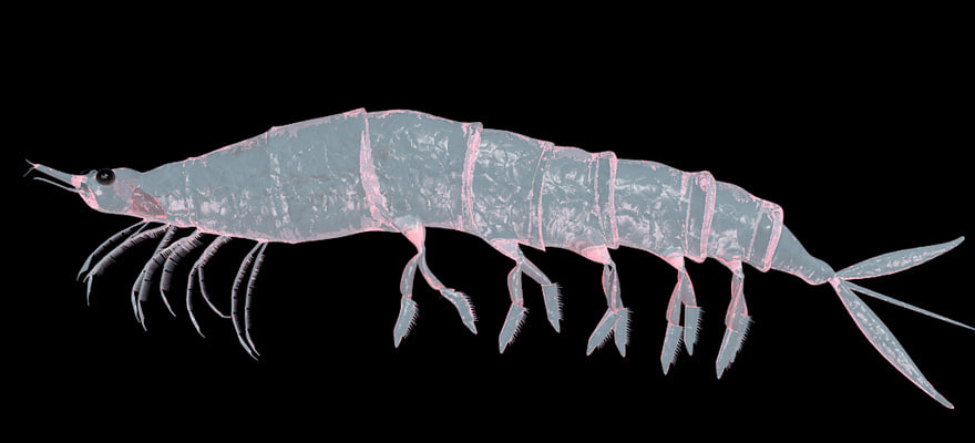 krill animations max