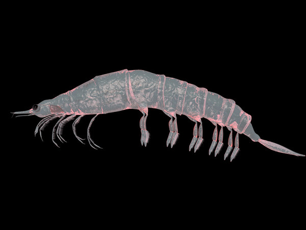 krill animations max