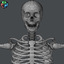 human skeleton max