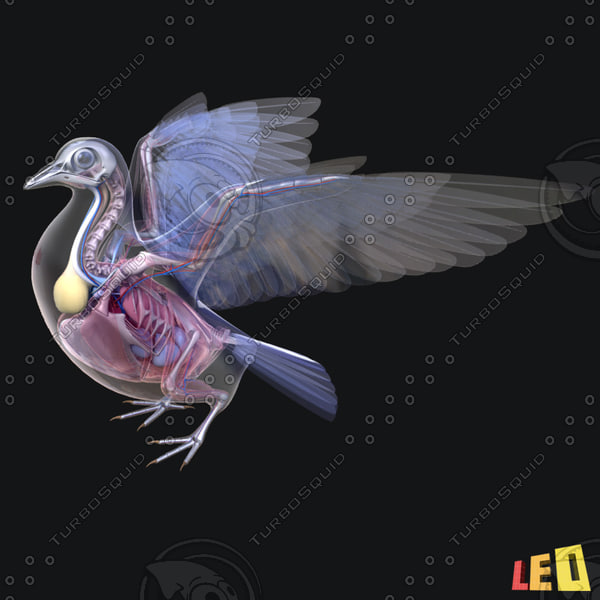 pigeon anatomy skeleton 3d lwo