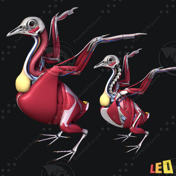 pigeon anatomy skeleton 3d lwo