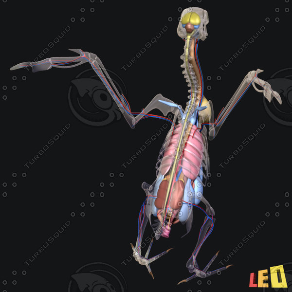 pigeon anatomy skeleton 3d lwo