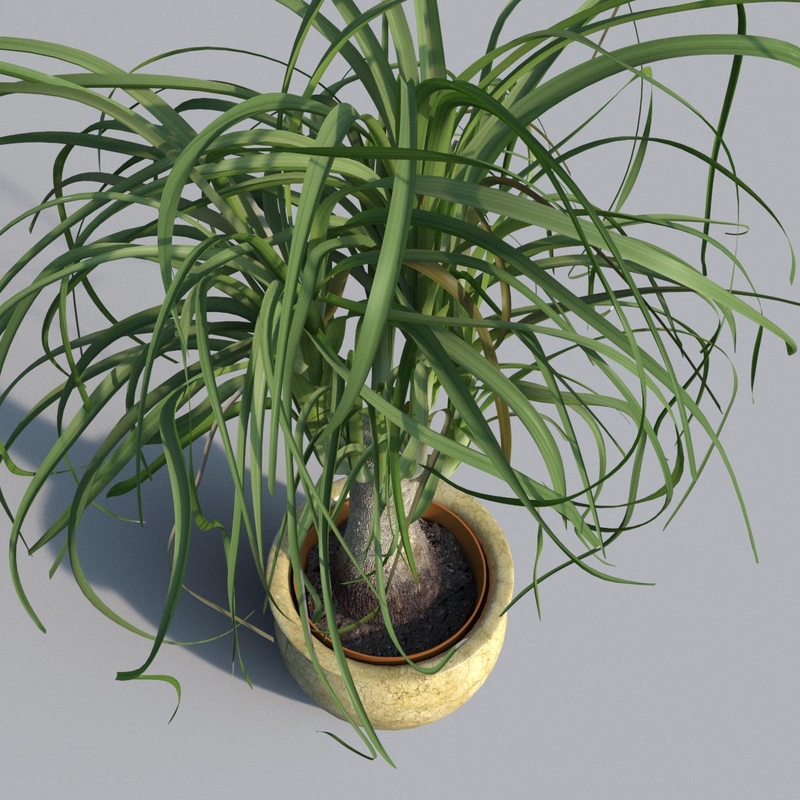 3d plant model