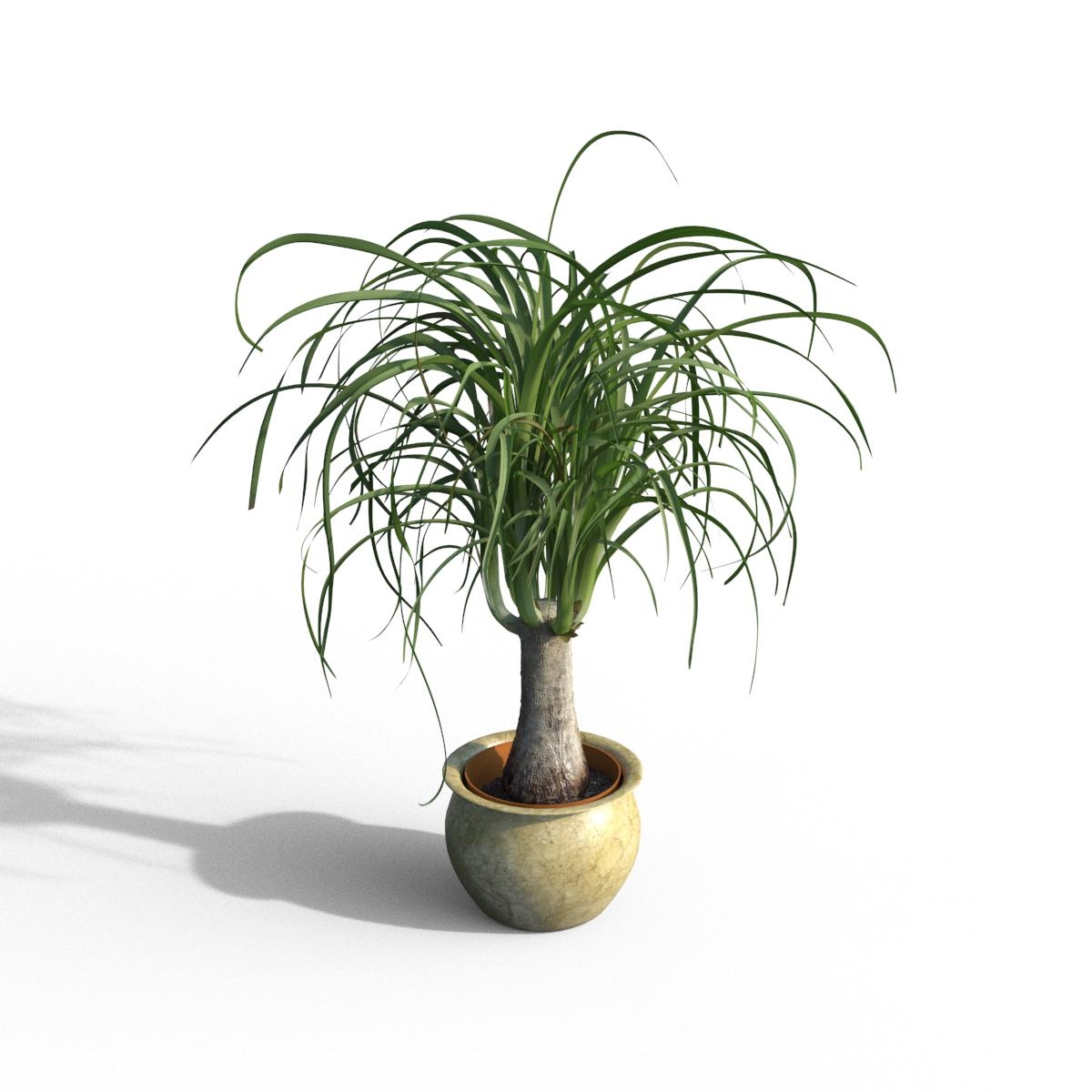 3d plant model