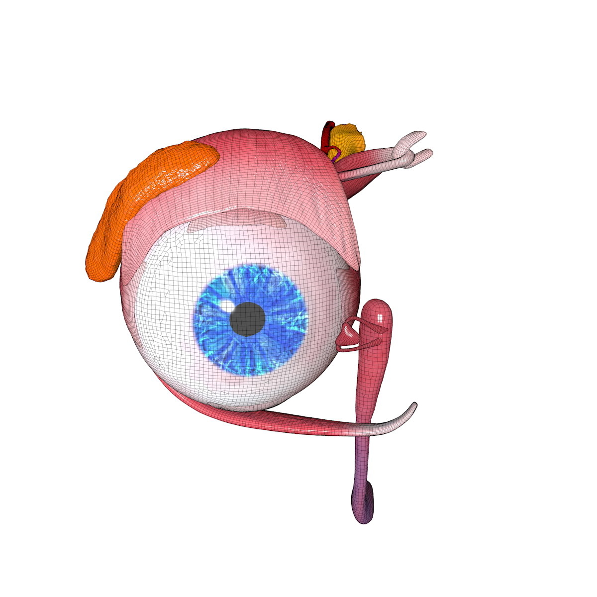 human eye 3d c4d