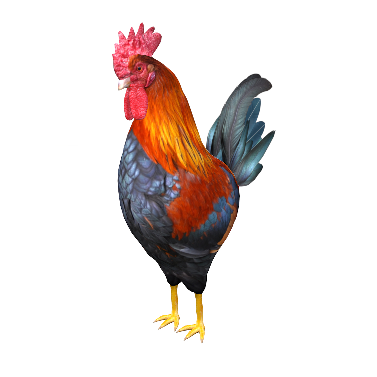 3d model rooster