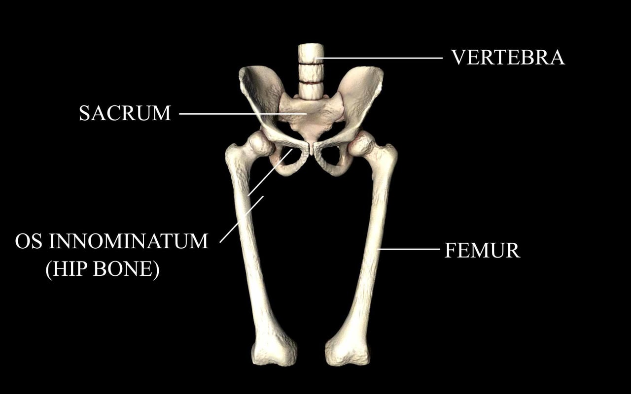 3d Model Medically Accurate Hip Joint 3d Model Medically Accurate Hip Joint