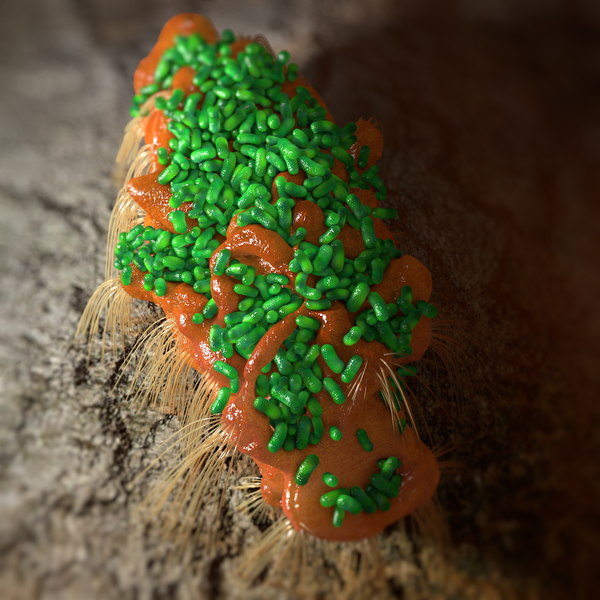 3d model microbes micro organisms
