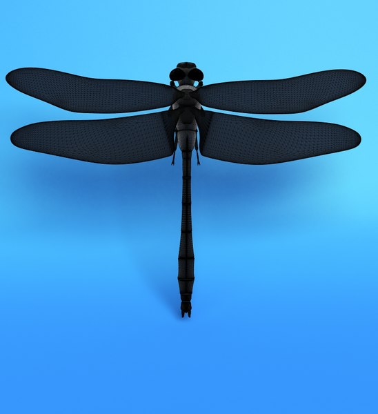 Dragonfly 3D Models for Download | TurboSquid