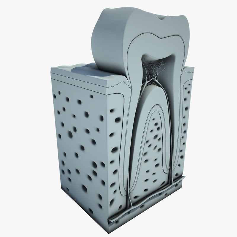 tooth anatomy 3d model