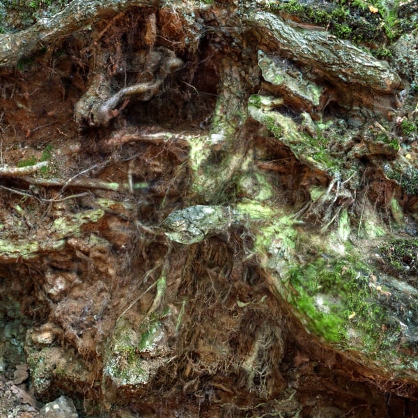 3D dead forest tree stylised model - TurboSquid 1162454